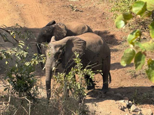 ANTI POACHING EFFORTS ARE WORKING – Elefence International, Inc.