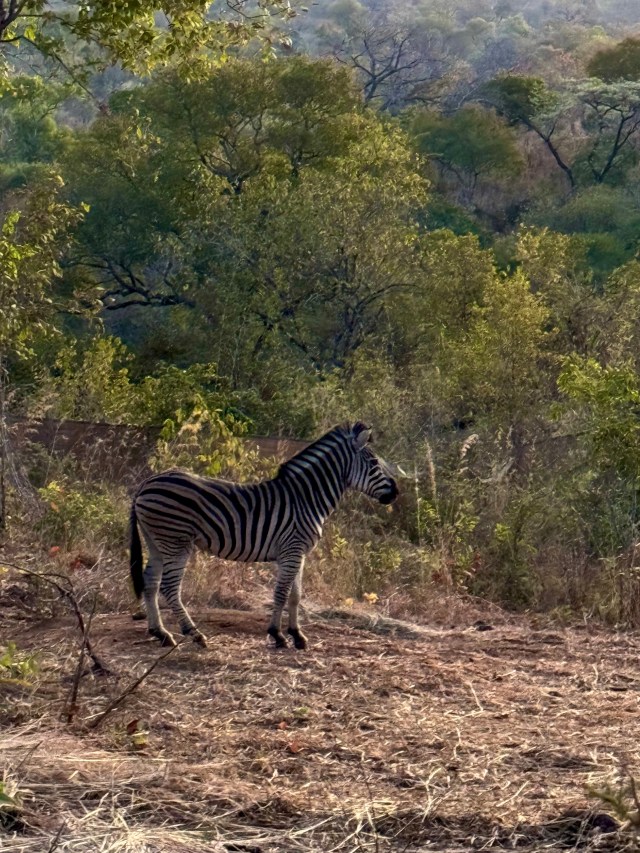 Reintroduction of species to the forests – Elefence International, Inc.